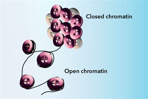 Bulk Atac Seq Analysis Services Seqmatic