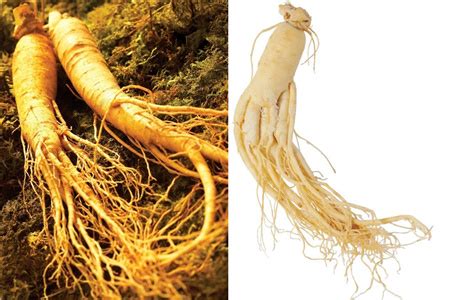 【人参】【图】人参的功效与作用是什么 益寿延年效果佳 伊秀健康