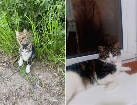 Before And After Linux Kitten Thhat I Rescued From The Field This Summer R Beforenafteradoption