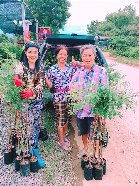 😍“เราดูแลท่านตั้งแต่เริ่มปลูก จนมะขามออกฝักค่ะ”👨‍🌾 📣ส่งมอบรอยิ้มและบริการที่ดี เป็นสิ่งที่สวนเรา