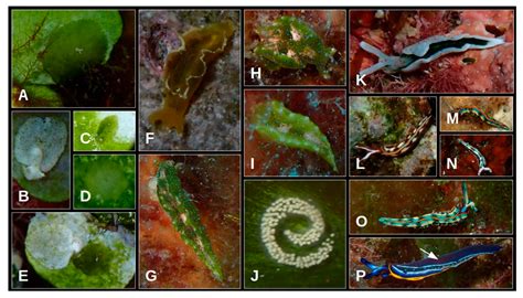 A First Approach To The Marine Heterobranchia Mollusca Gastropoda