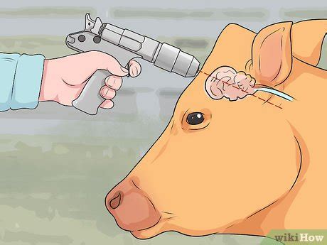 牛を人道的に安楽死させる 4つの方法 Wikihow