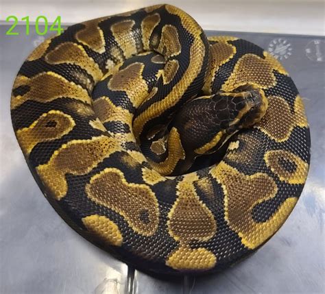 Gravel Ball Python Traits Morphpedia