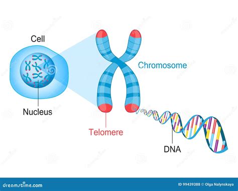 Telomere Chromosome And Dna Stock Vector Illustration Of Repeat Evolution 99439388