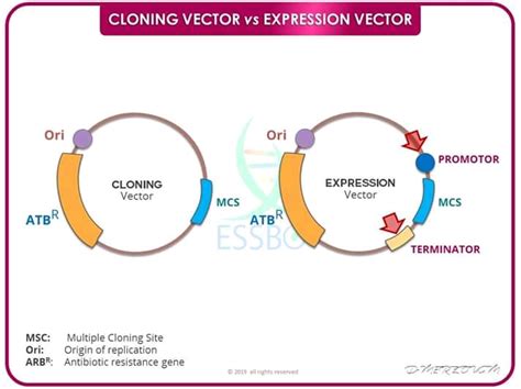Cloning Vector Vs Expression All About Molecular Biology
