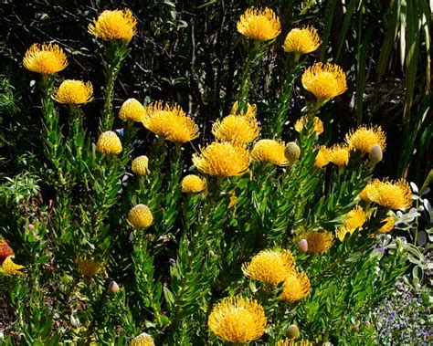 Gardensonline Leucospermum Cordifolium