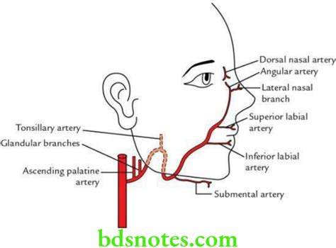 Side Front And Back Of The Neck Anatomy Notes Bds Notes