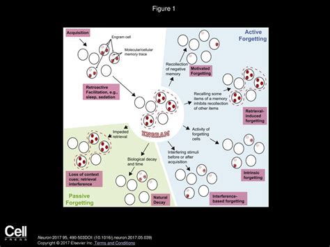 The Biology Of Forgetting—a Perspective Ppt Download