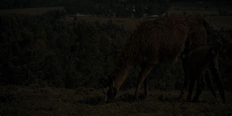 Llama Breeding Wilderness Ridge Trail Llamas