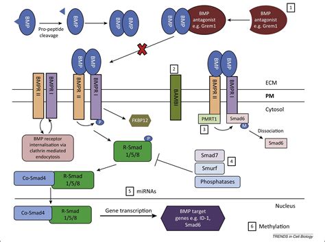 Astounding Facts About BMP Signaling Pathway Facts Net