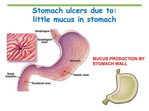 Digestion Ppt