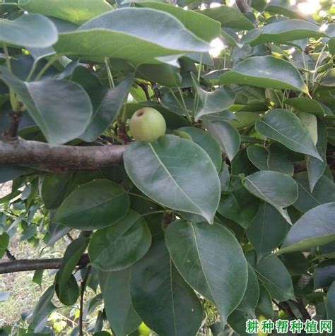梨树开花结果有什么特点 耕种帮种植网