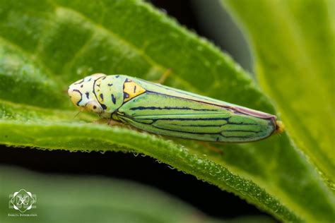 黑点雕叶蝉 Graphocephala Atropunctata Iisdw