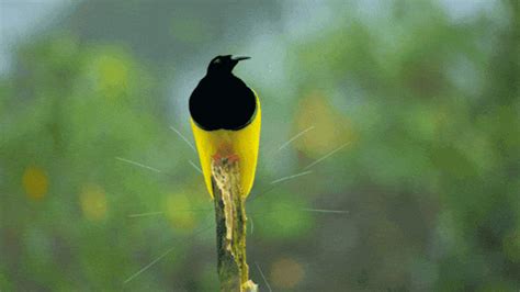 Birds Of Paradise Dance 