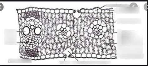 Monocot Leaf Drawing