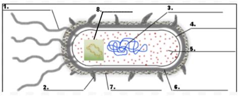 Prokaryotes Diagram Quizlet