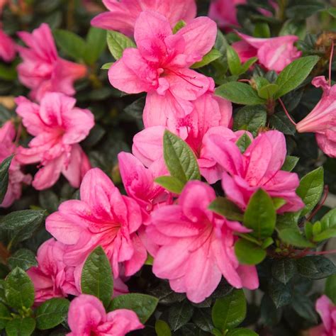 Encore Azalea Pink Autumn Empress Azalea Flowering Shrub In 1 Gallon