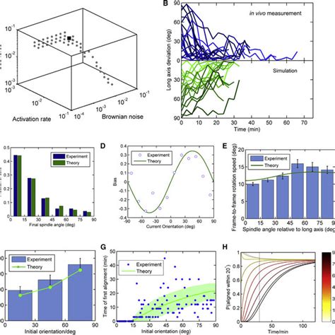 The Dynamic Model Recapitulates Characteristic Spindle Rotation In Download Scientific Diagram