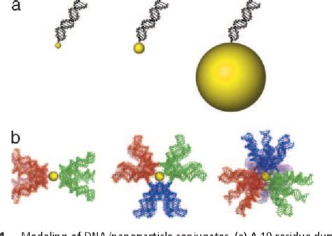 Figure 1 From Defined Dnananoparticle Conjugates Semantic Scholar