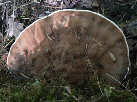 Shelf Mushroom Identification Pictures And Information Green Nature