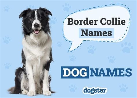 150 Border Collie Names Traditional And Unique Ideas For Males