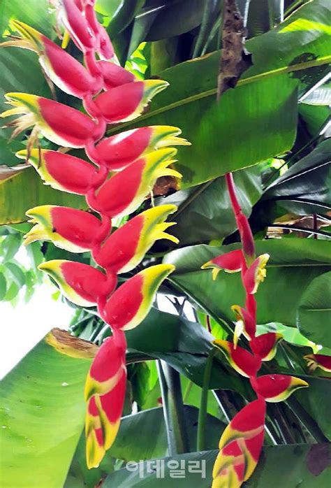 포토 열대식물 헬리코니아 로스트라타