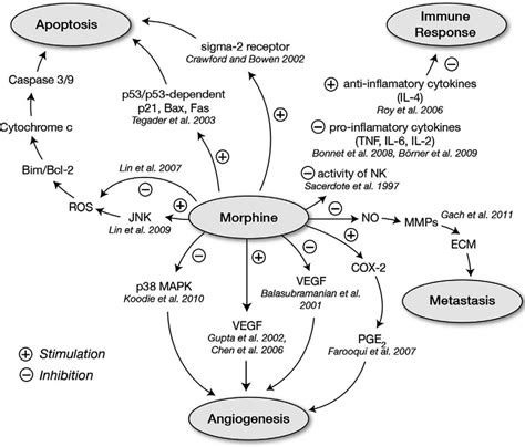 Possible Pathways Other Than Through The Opioid Receptors By Which Download Scientific
