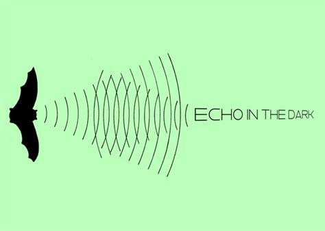 Training Bat Echolocation Recording With David Martin Hospitalfield