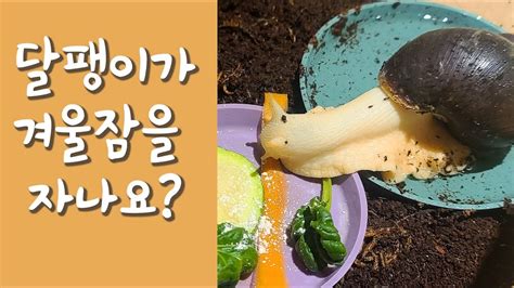 달팽이가 겨울잠을 자나요 Youtube