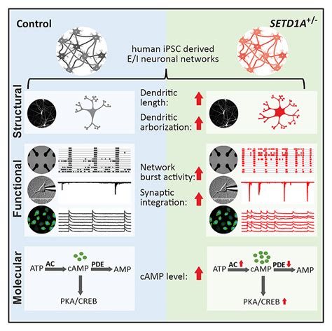 Loss Of Function Variants In The Schizophrenia Risk Gene Setd1a Alter Neuronal Network Activity