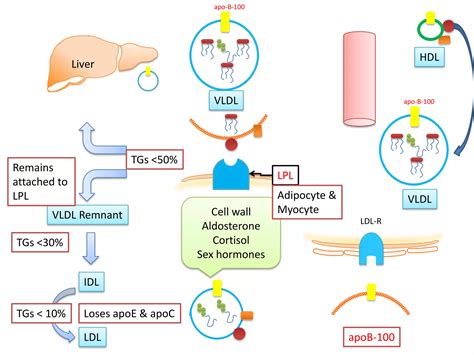 Lipoprotein Metabolism Shariq Pptx