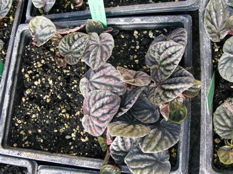 Week 42 Leaf Petiole Leaf Section Cuttings Horticulture Study 10 11