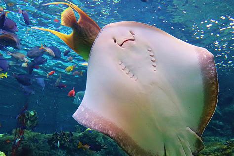 30 Best Aquariums In The Us Road Affair