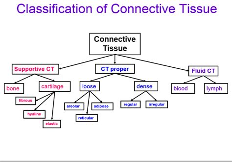 Connective Tissue Disease