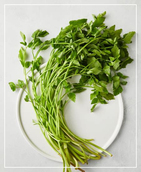 미나리 효능 및 부작용