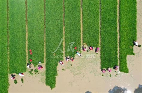 浙江温岭抢插晚稻 人民图片网