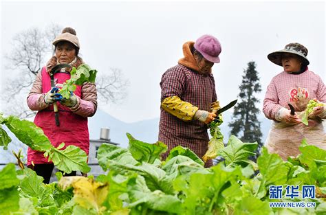 重庆酉阳：田间抢收青菜头 “订单”农业助增收农科新闻网