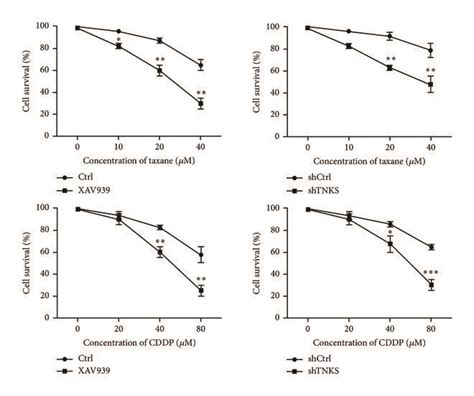 The Role Of Tnks In Cell Cycle And Apoptosis Of Ovarian Cancer Cells