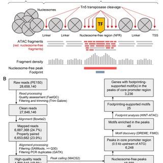 Biological Principle And Data Analysis Flow Chart Of ATAC Seq In This Download Scientific