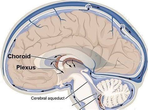 Science And Health Facts Choroid Plexus Cysts And Its Treatment Science And Health Facts Choroid Plexus Cysts And Its Treatment