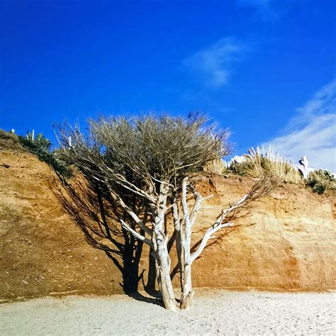 The Beach Tree Cornwall In Colours