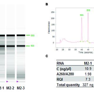 Evaluation Of The Differential Lysis Method Method A Image Of Download Scientific
