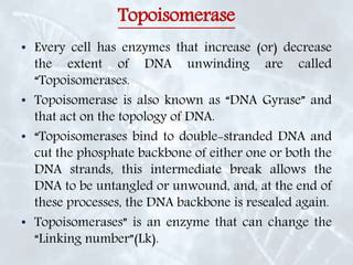 Dna Replication Topoisomerase Function