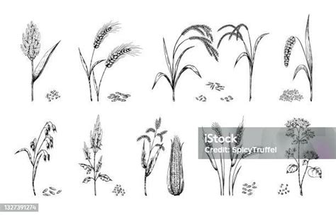 손으로 그린 시리얼 농업 작물 스케치 밀과 호밀 귀리 또는 보리의 귀 농장 식품 식물 세트 메밀 또는 사탕수수 줄기 옥수수 코브 씨앗의 힙 벡터 곡물 수확 밀에 대한 스톡