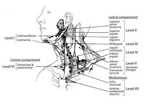Cervical Lymph Nodes