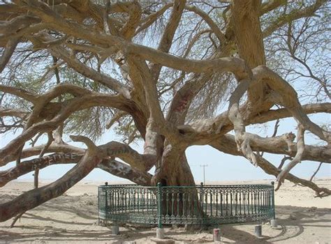 Bahrain S Tree Of Life Atlas Obscura