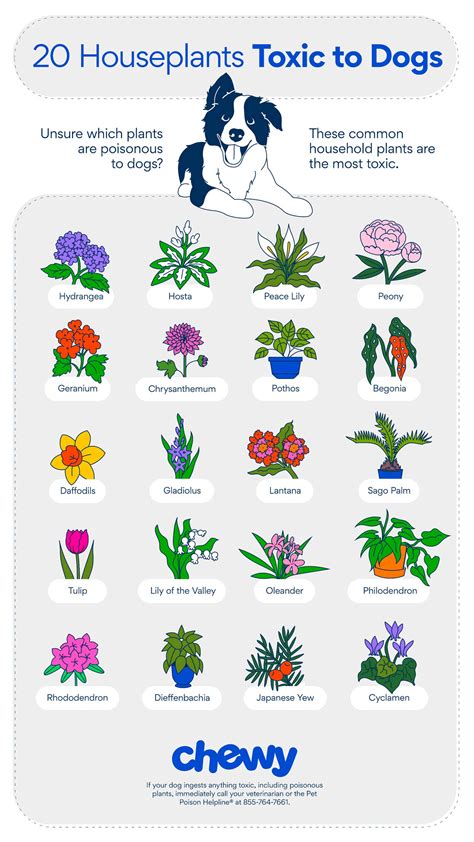 Plants That Are Poisonous Plants Poison Control