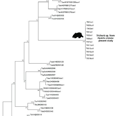 Maximum Likelihood Tree Based On The Analysis Of The Partial Cox1