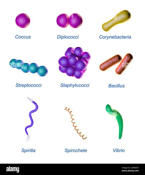 Diplococci Diagram