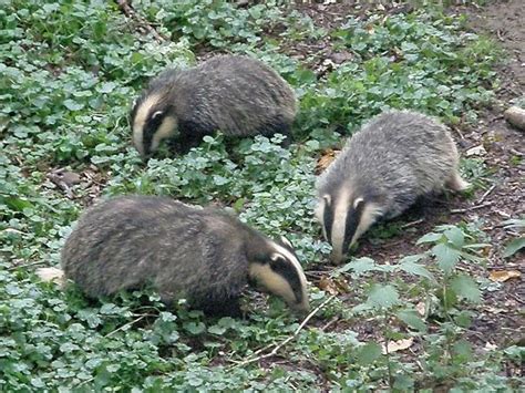 How To Recognise A Badger Sett Tales From The Wood The Diary Of A Badger Watching Man